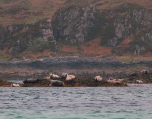Sea Kayaking Cornwall